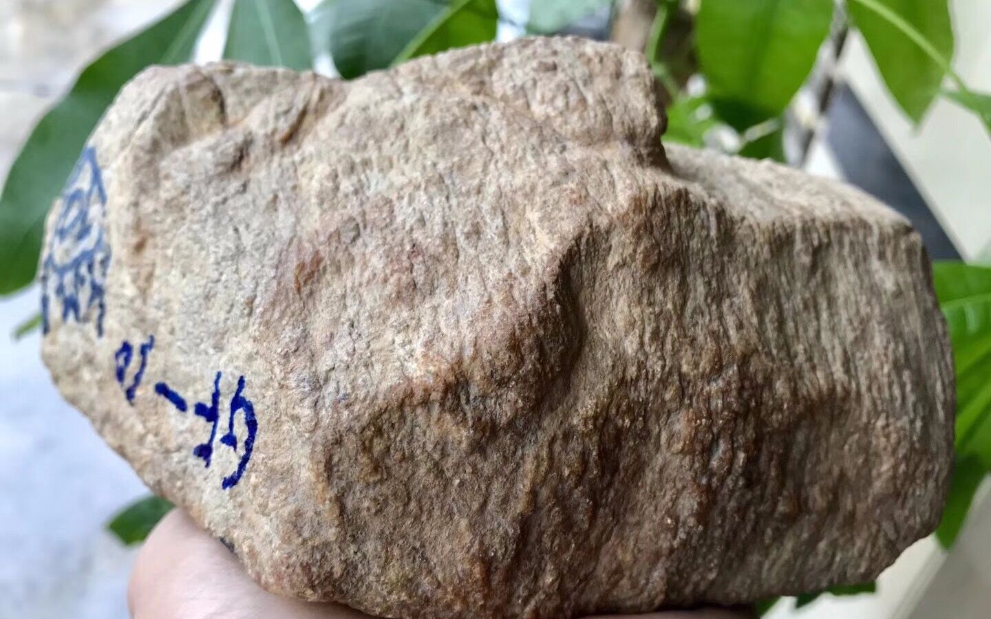 莫西沙老坑口断口打灯一片冰渣味