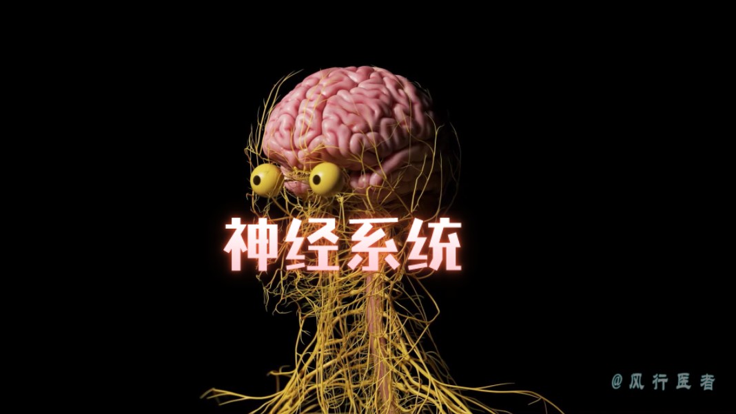 欣赏精美3D动画:神经系统