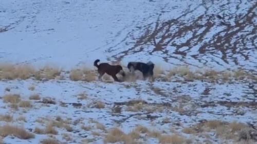 高原上两只藏獒遇见野狼开始打架