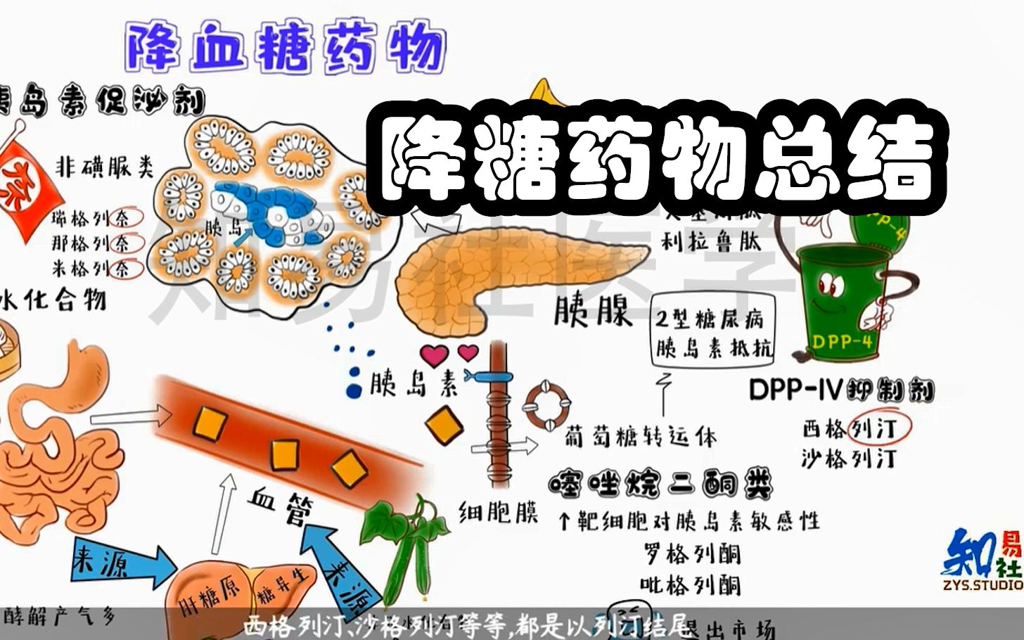 医学生动画演绎 降血糖药物大总结