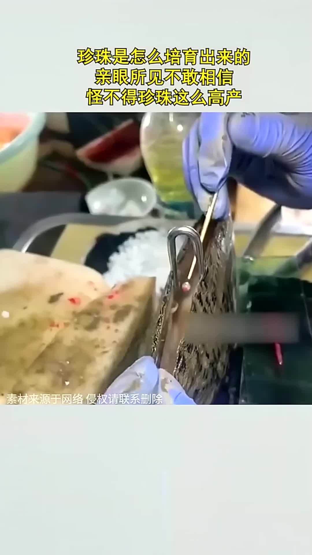 亲眼所见不敢相信,怪不得珍珠这么高产!都是假的