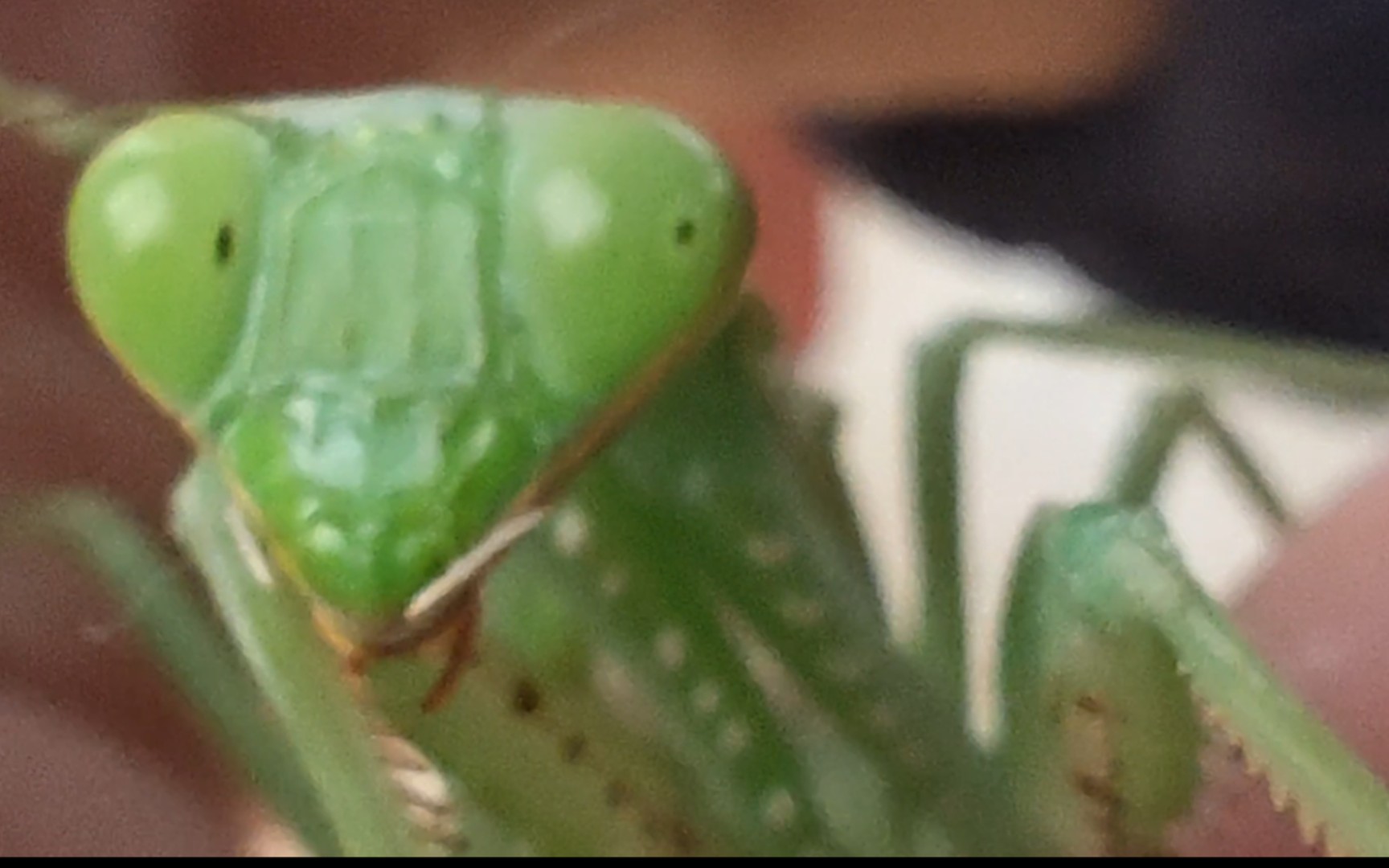 螳螂真的有面部表情而且还是很多种!