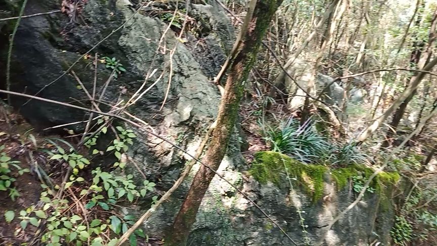 传统中草药采集环境不错吧?