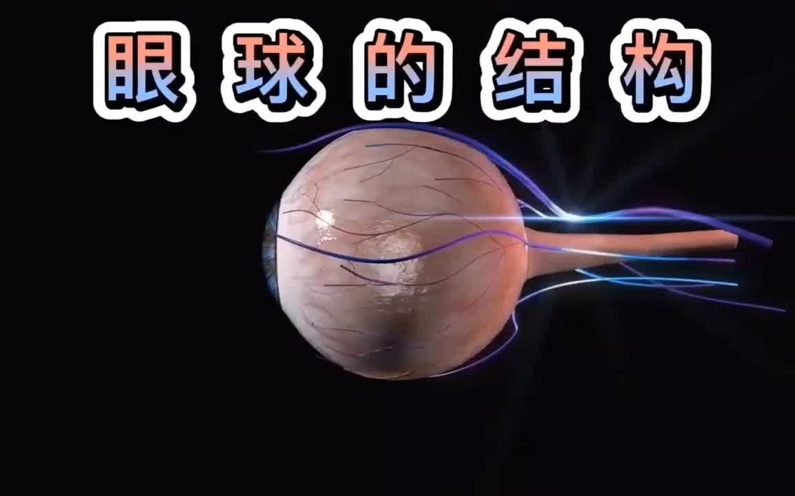 3D动画展示:眼球的结构