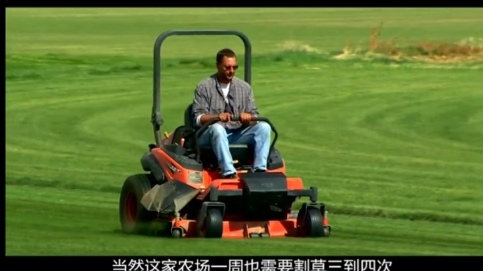 ...种植栽培全过程解析#初见园林#园林草皮知识#大量供应绿化苗木...