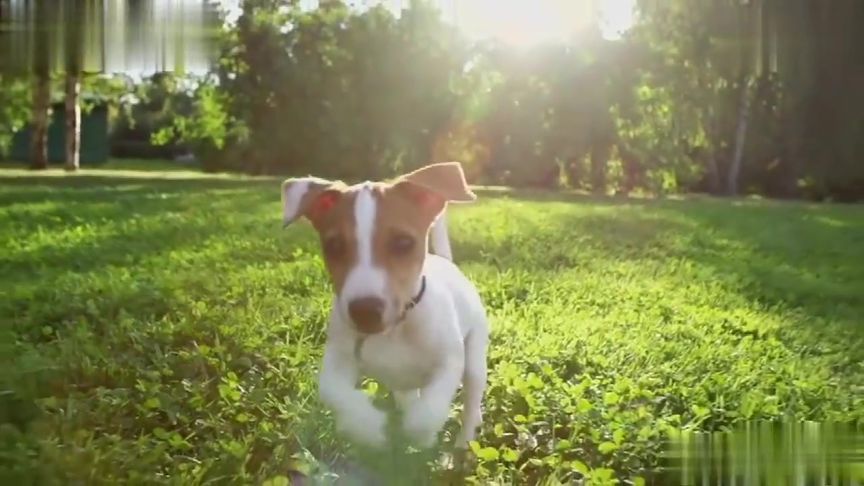 太治愈:各种各样的可爱小动物合集