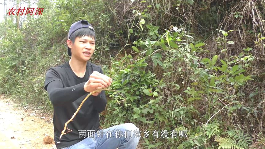 “两面针”又称“下山虎”,它有什么用途呢?了解一下吧