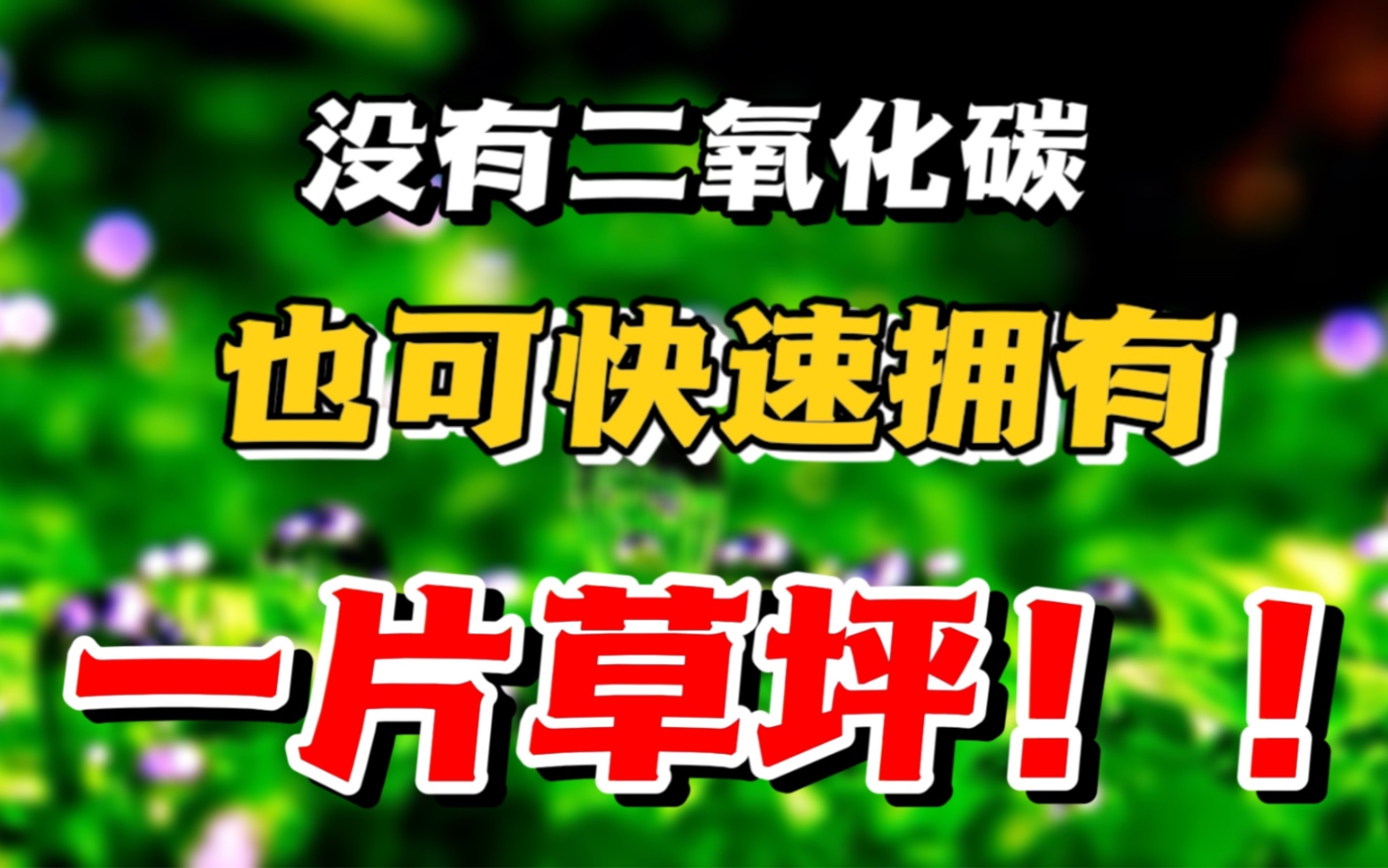 无水开缸|爬地矮珍珠快速成景的方法