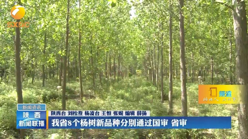 陕西省8个杨树新品种分别通过国审、省审,已累计繁殖100万株