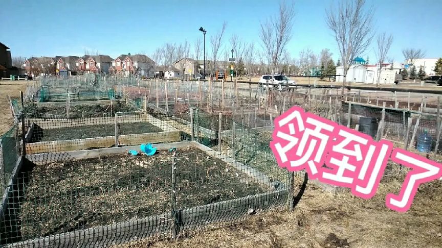 终于领到社区出租的土地,三十加元一年,请看值不值