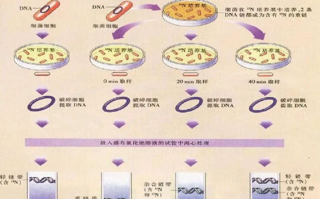 DNA半保留复制的实验证明-高中生物线上课堂