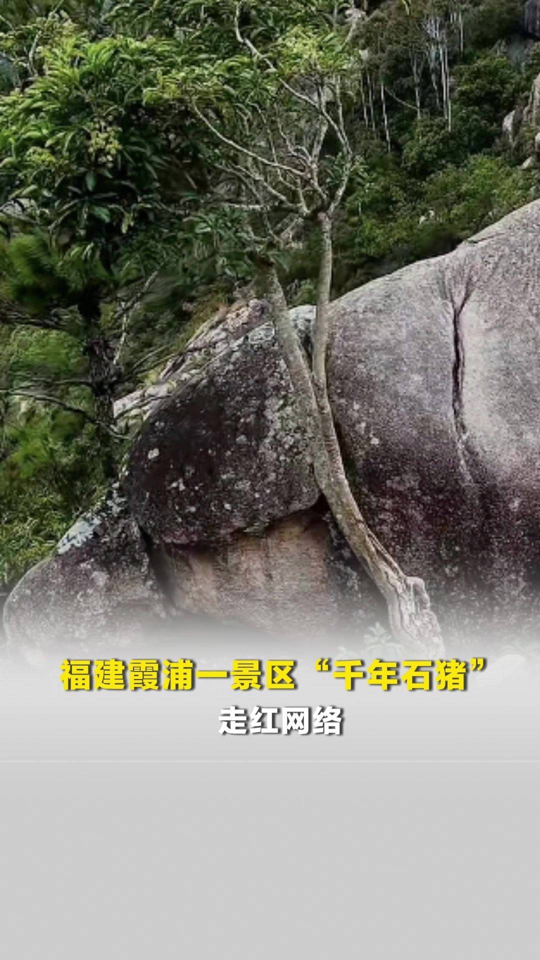 福建霞浦一景区"千年石猪"走红网络,景区回应:花岗岩地貌经长期风化...