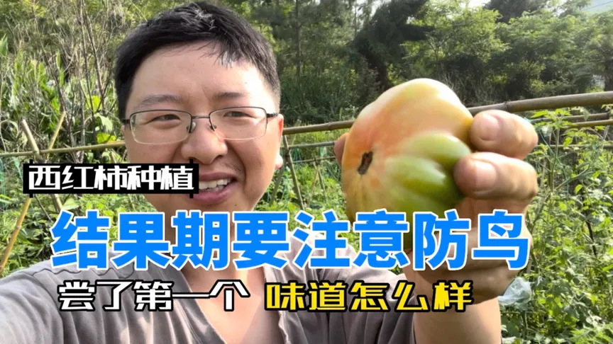 西红柿番茄种植管理技术,结果期需要防鸟,随手摘一颗试试味道如