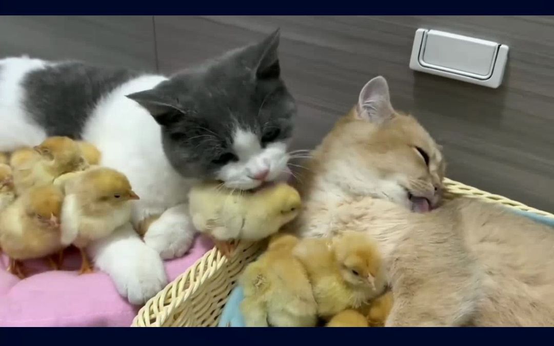 育儿故事-母鸡和小鸡们