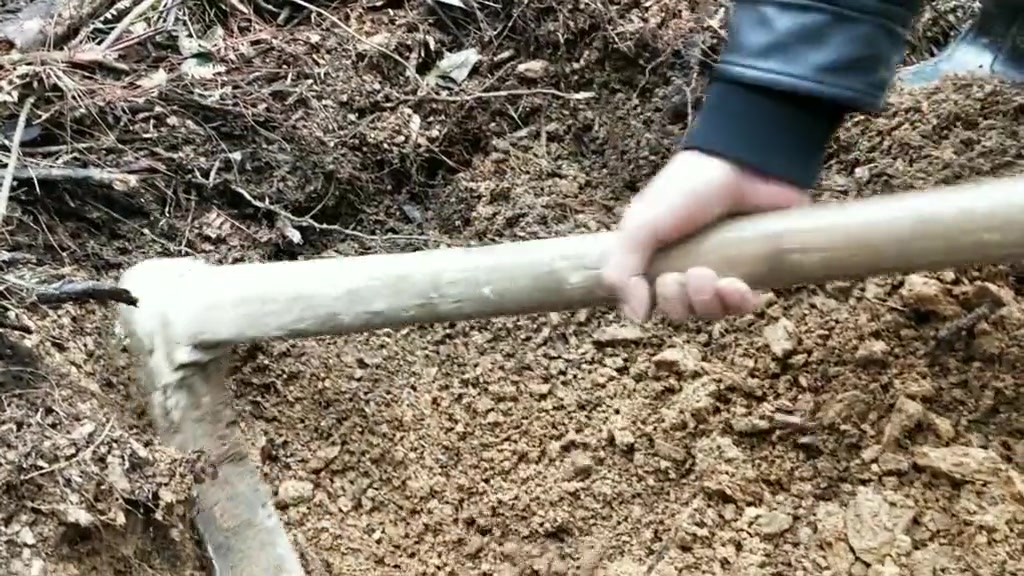 农村父子在山上发现根结满果子的湿气克星植物,土茯苓,挥锄开挖