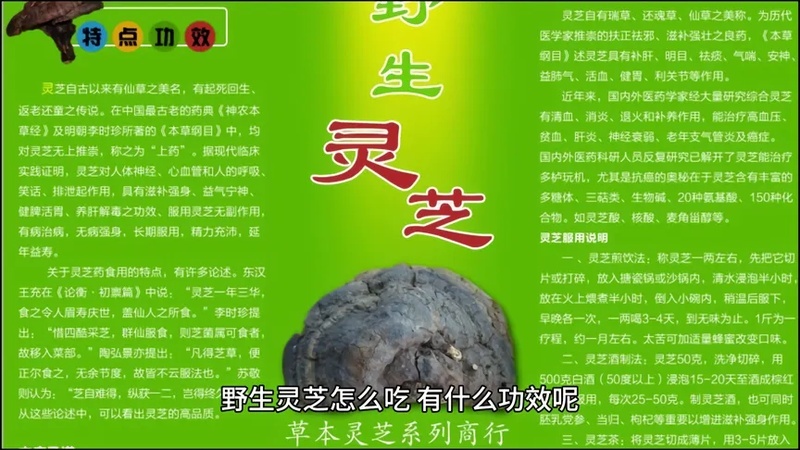 野生灵芝怎么吃 野生灵芝 大自然的馈赠 滋补养生