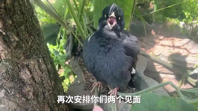 换好毛后它们长得一模一样了,气质还是改变不了