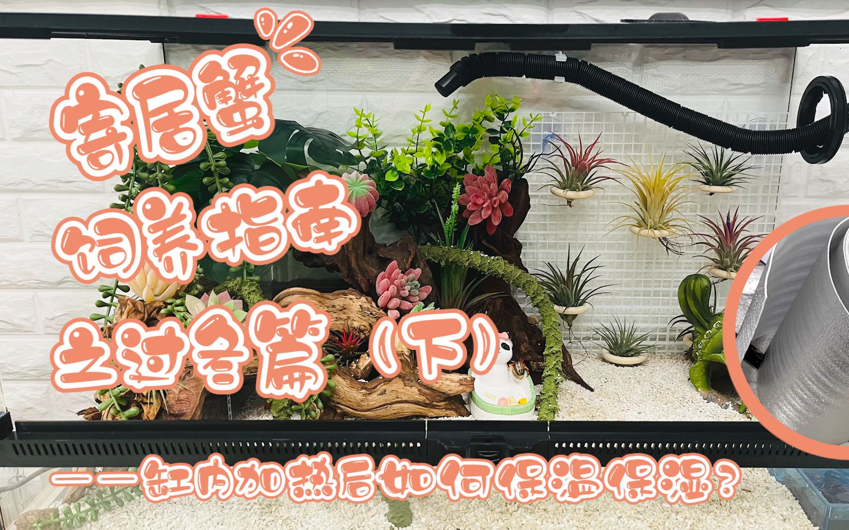 寄居蟹饲养指南之过冬篇(下)——缸内加热后如何保温保湿?