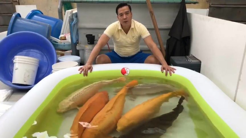 一条价值多少钱?1米多的超级品锦鲤欣赏