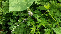 农村常见黄荆树,根茎叶花浑身是宝,怪不得农民称它“黄金树”