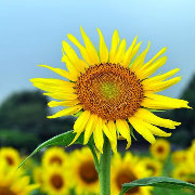 人生葵花宝典 