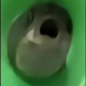 北山红茶 