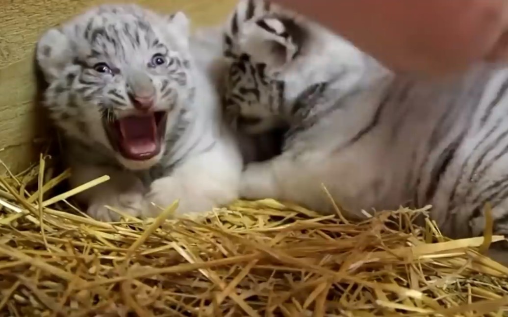 来看看刚出生的小奶虎