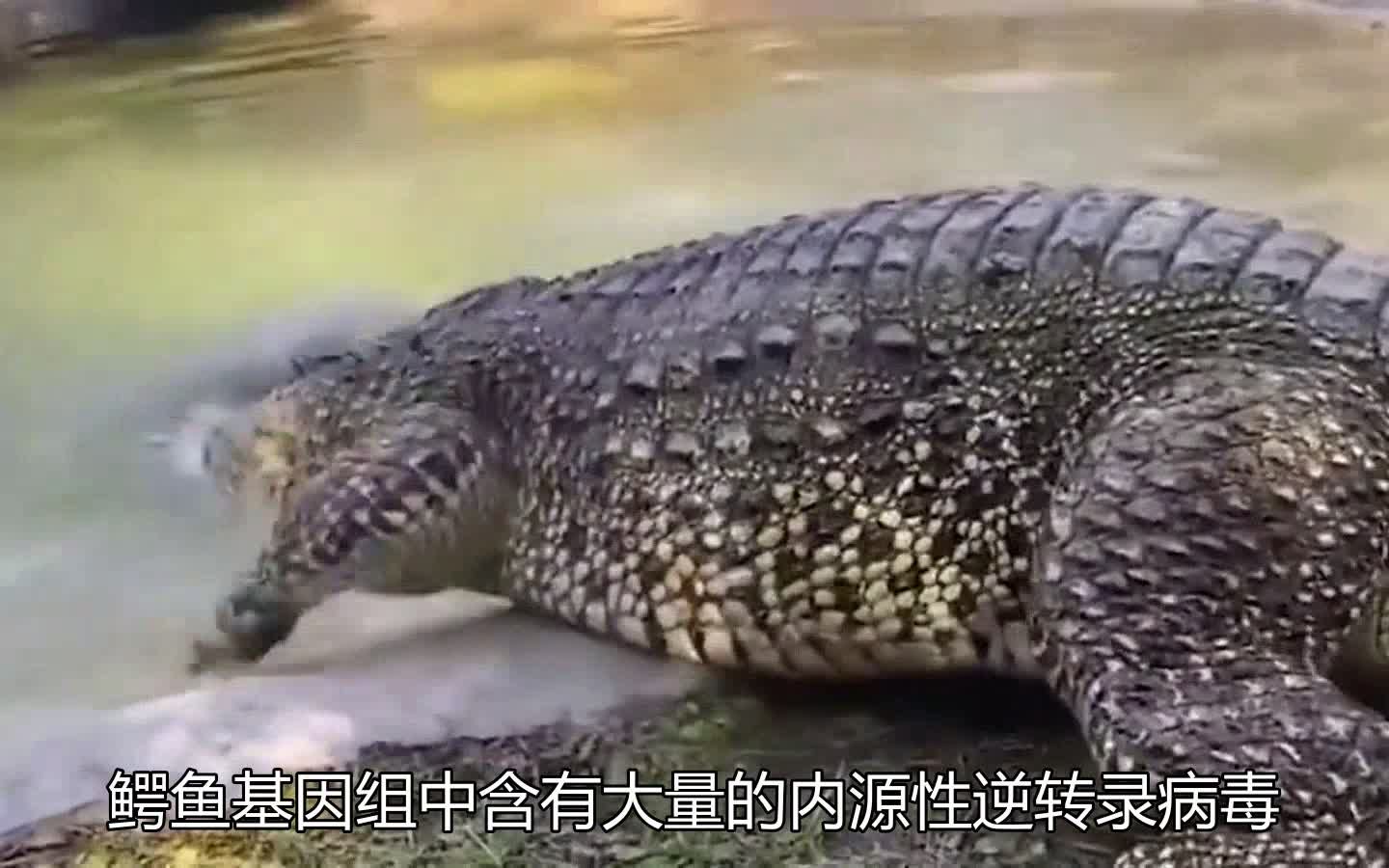 基于鳄鱼基因组,了解古代内源性逆转录病毒的进化和基因捕获