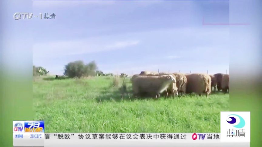 以色列:城市放牧,保护动物多样性