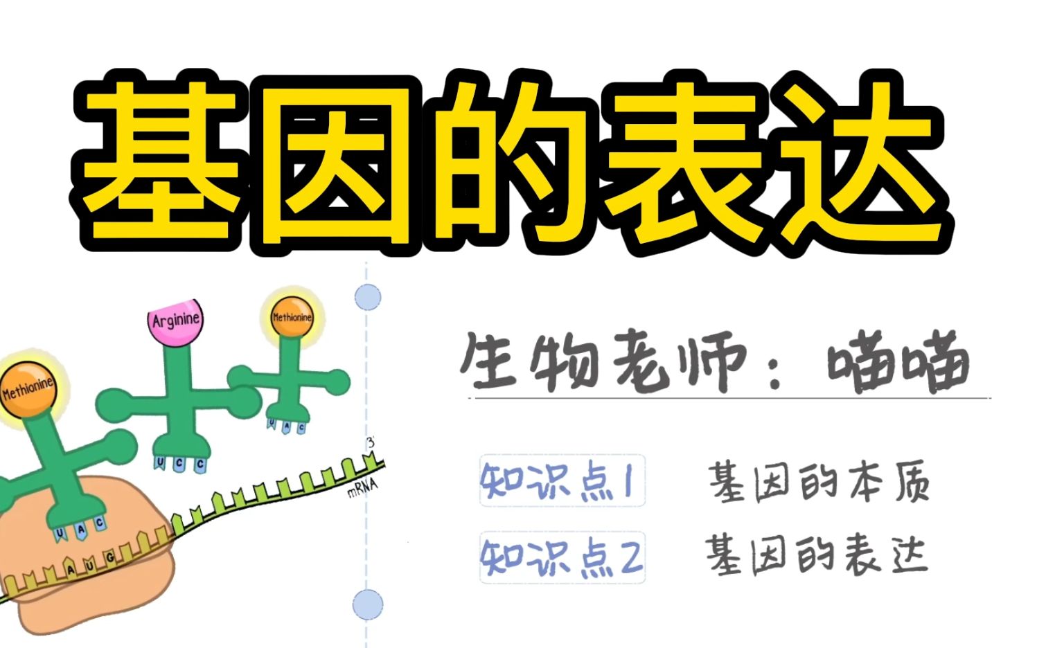 【高中生物必修二】基因的表达(知识)|0基础救星~