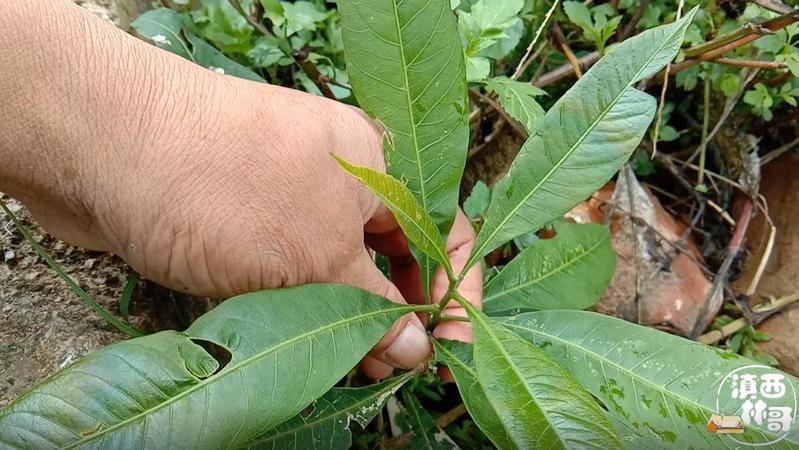 农村稀有植物,叶子超级的漂亮,浑身都是宝,这些用途你了解了吗