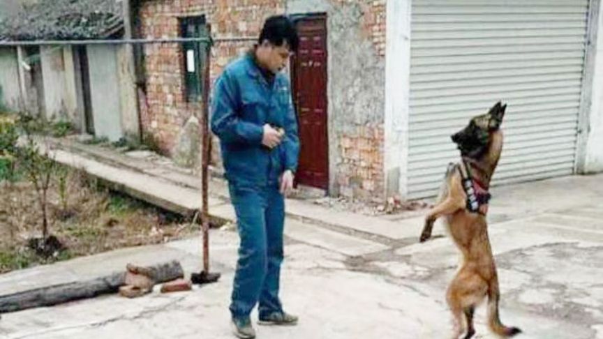两只恶犬咬死路人,不怨狗,狗的主人被治罪