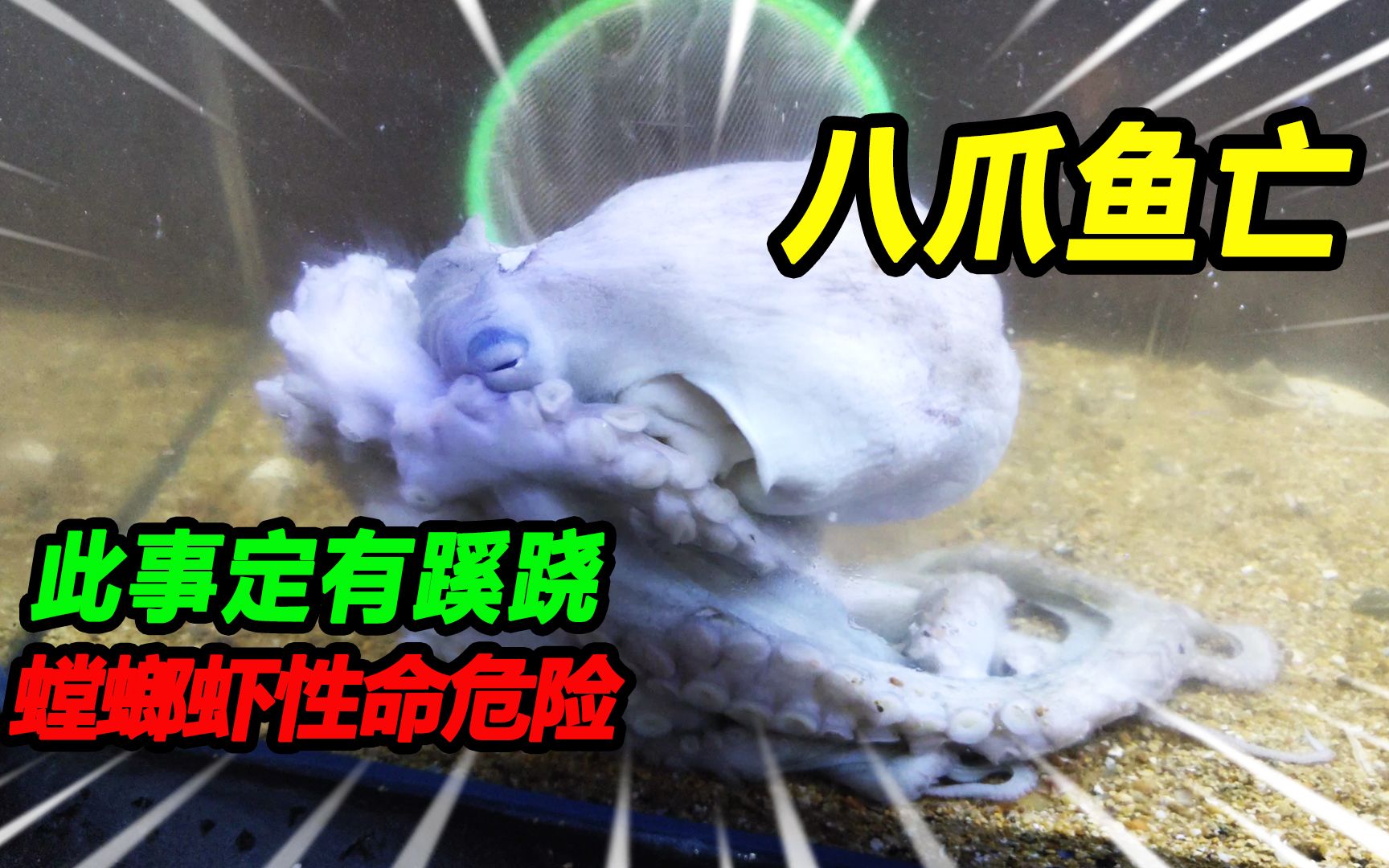 8条腿的深海巨怪章鱼意外死亡,螳螂虾身体翻倒,恐怕损失惨重