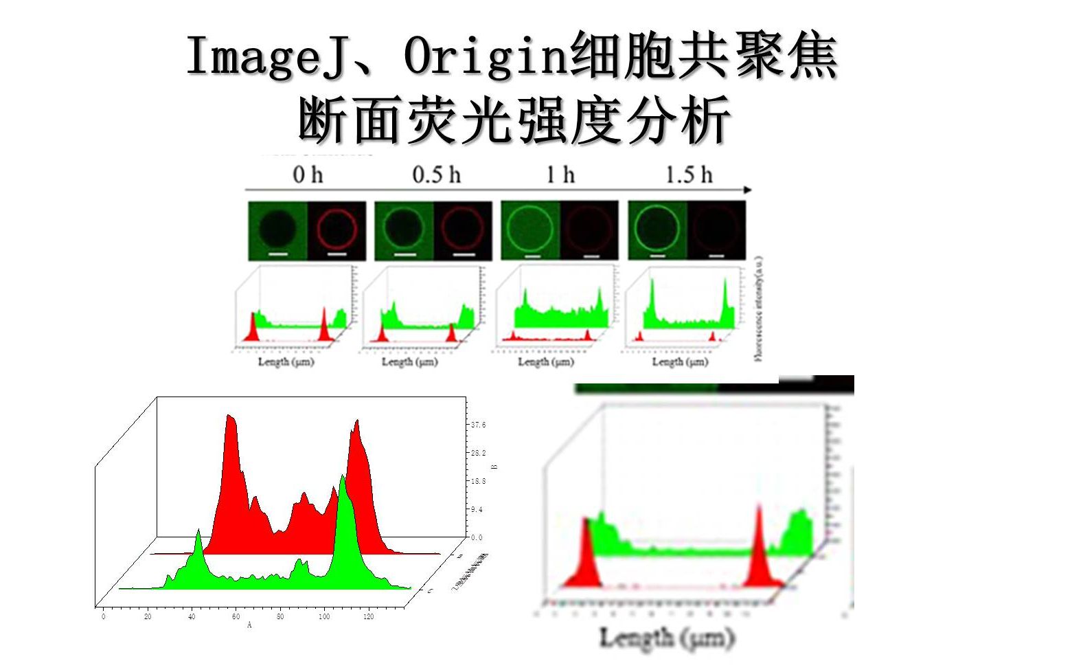 ImageJ/Origin细胞共聚焦截面荧光强度分析