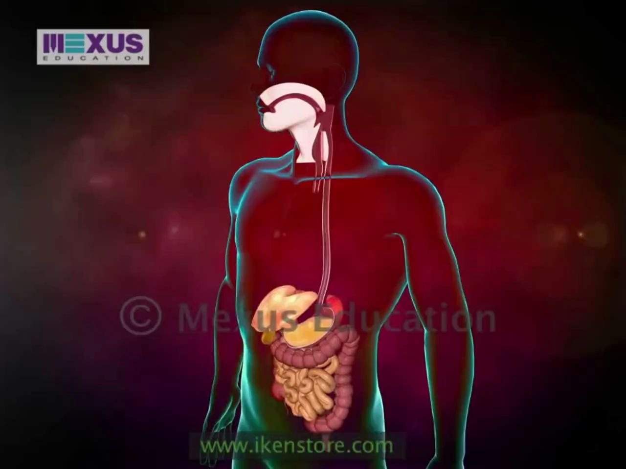 医学动画:消化系统详解