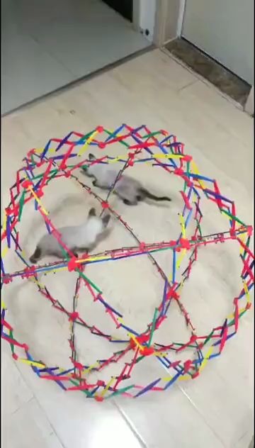 找到一个抓猫神器,晚上就回去试试