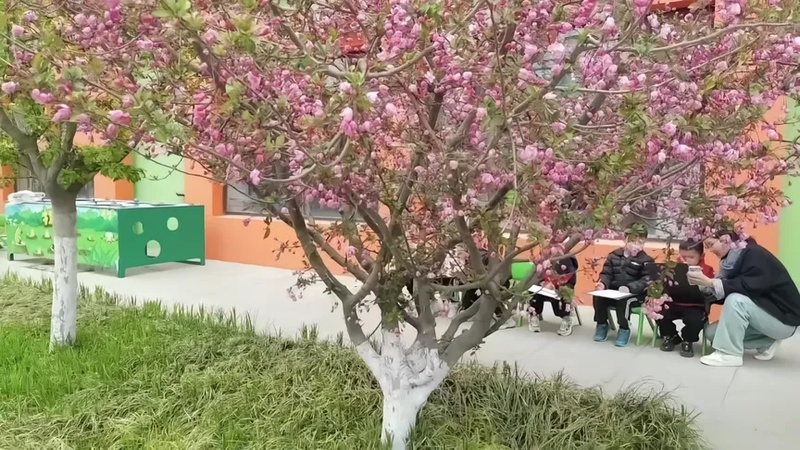 垂丝海棠花正艳 学前教育 幼儿园 大自然大社会都是活教材