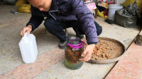 农村野生植物叫做金刚藤,小伙晒干来泡酒好期待,朋友们喝过吗?
