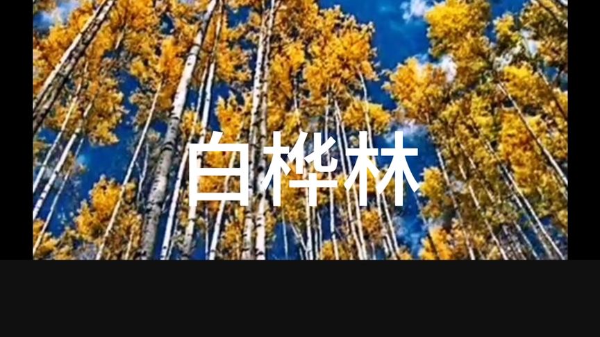 一首好听的歌《白桦林》