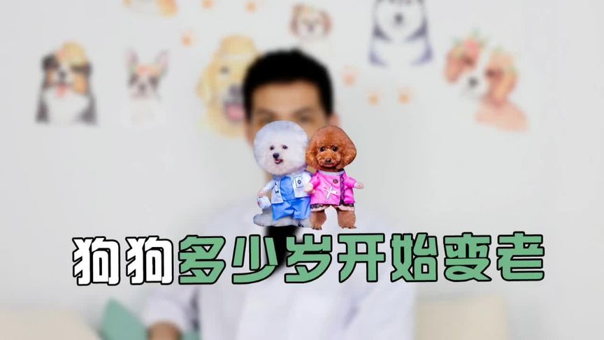 狗狗多少岁开始变老?变老后又有什么现象?