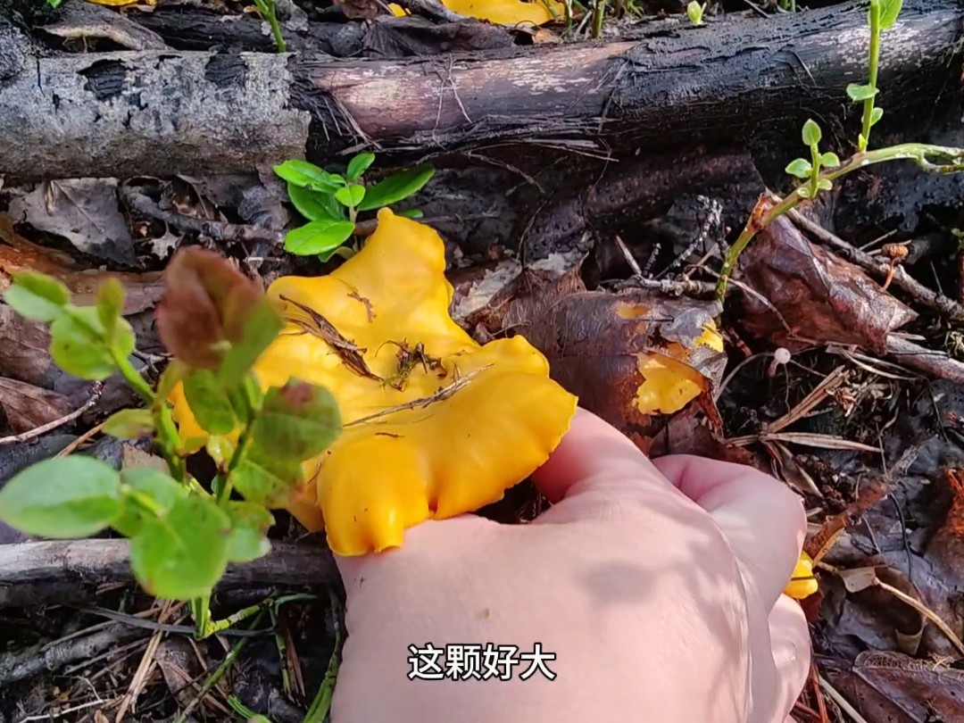 鸡油菌| 野生菌中的顶流颜值