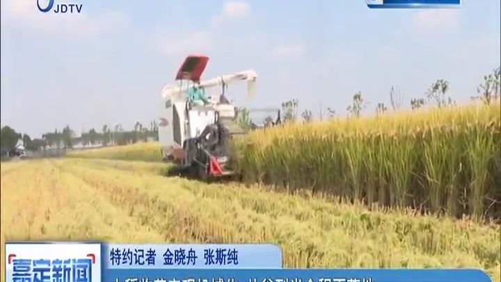 从谷到米全程不落地!水稻收获实现机械化,加工的大米更加优质!