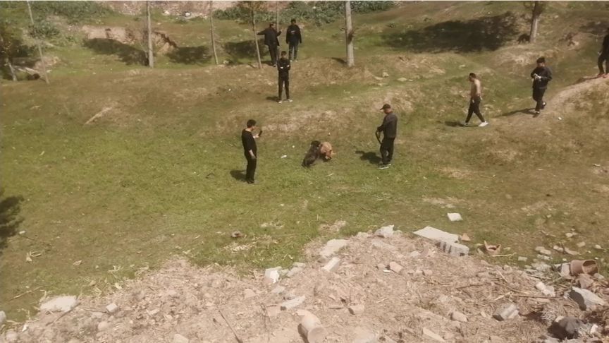 都来看狗咬架吧