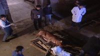 中国神探:警察烧猪做实验,一把猪解剖出来,一切都明白了