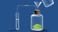 初中生物3D视频叶片在呼吸作用中是否释放二氧化碳