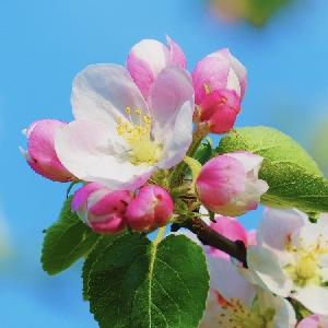 木兰诗中有兔子 