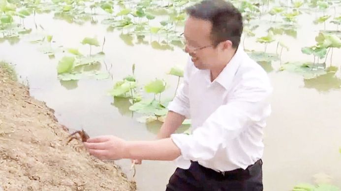 小龙虾爱吃秧苗爱打洞,有人偏将它养在稻田里,稻虾怎样共生?