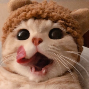向阳啊z 