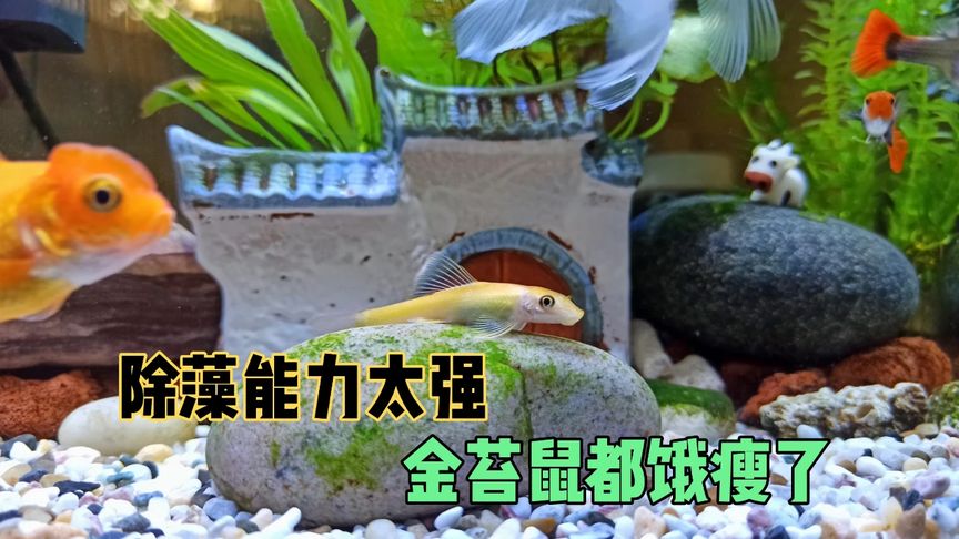 金苔鼠除藻能力太强,鱼缸褐藻绿藻完全不够吃,给它们加顿大餐