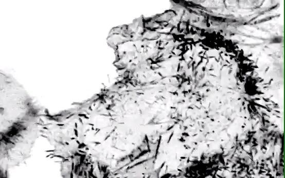 上皮细胞中的微丝